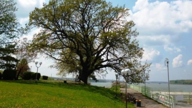 Тайните на Първото българско царство лежат под корените на вековния дъб ...