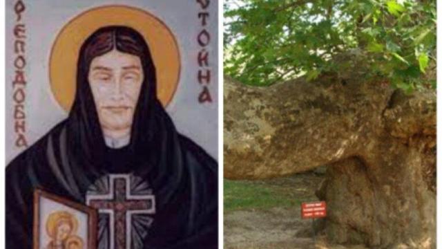 Вековният чинар в Златолист, който цери болести и сбъдва желания - Наръчник